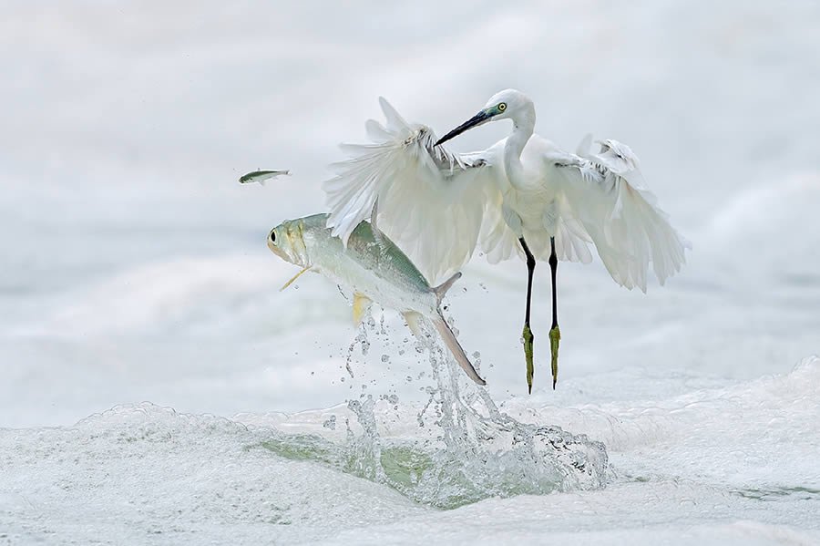 12 Outstanding Bird-Winners From The 2024 Nature's Best Photography ...
