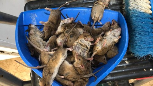 ‘THEY’RE EVERYWHERE’: Australia smashed by worst mouse plague in a ...
