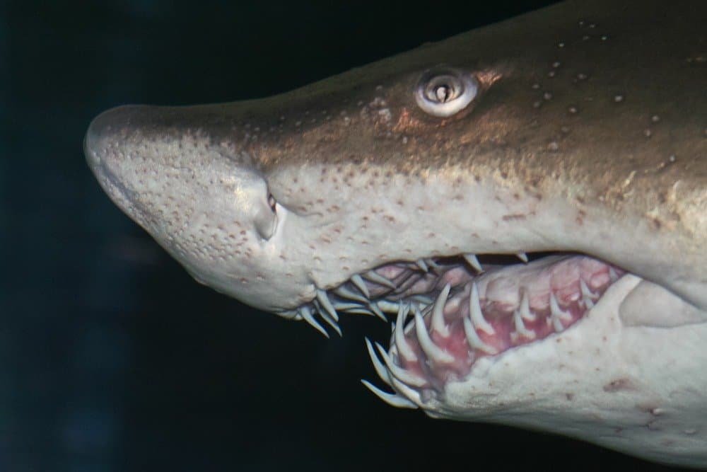 Discover the Amazing World of Sharks | @azanimals