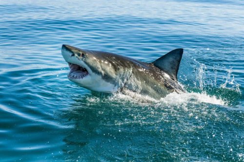 Watch This Jumbo-Sized Great White Shark Explode Out of the Ocean Like ...