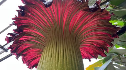 Rare corpse flower in bloom at Cairns Botanic Gardens attracts ...