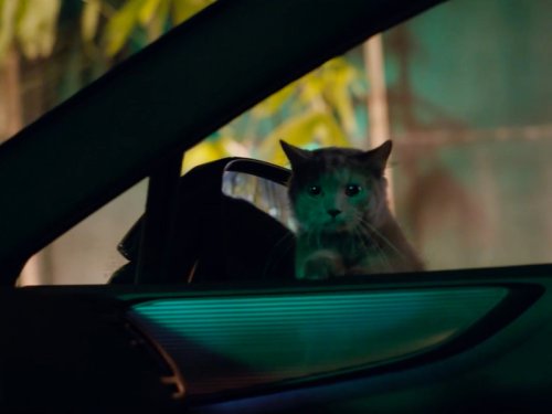 An adorable cat makes its home in a Lexus in this charming spot | Flipboard