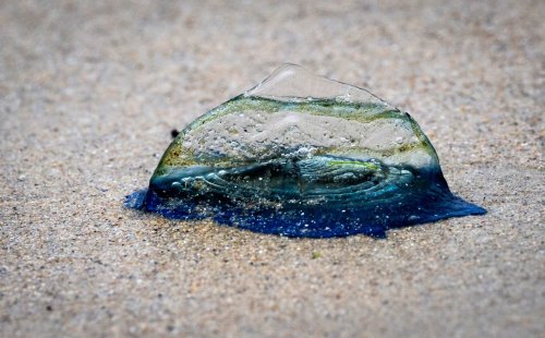 What are these blue creatures washing up on Southern California beaches ... What are these blue creatures washing up on Southern California beaches ...