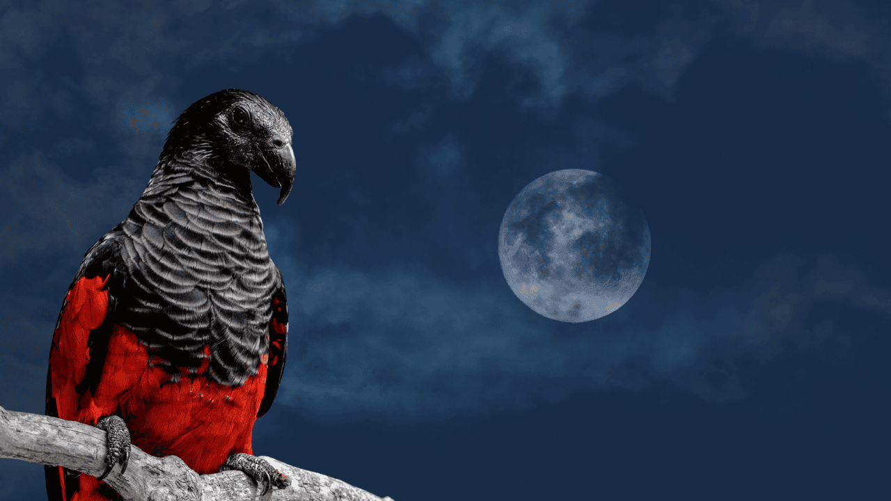 10 Facts About the Dracula Parrot, Nature’s Most Gothic Bird | Flipboard