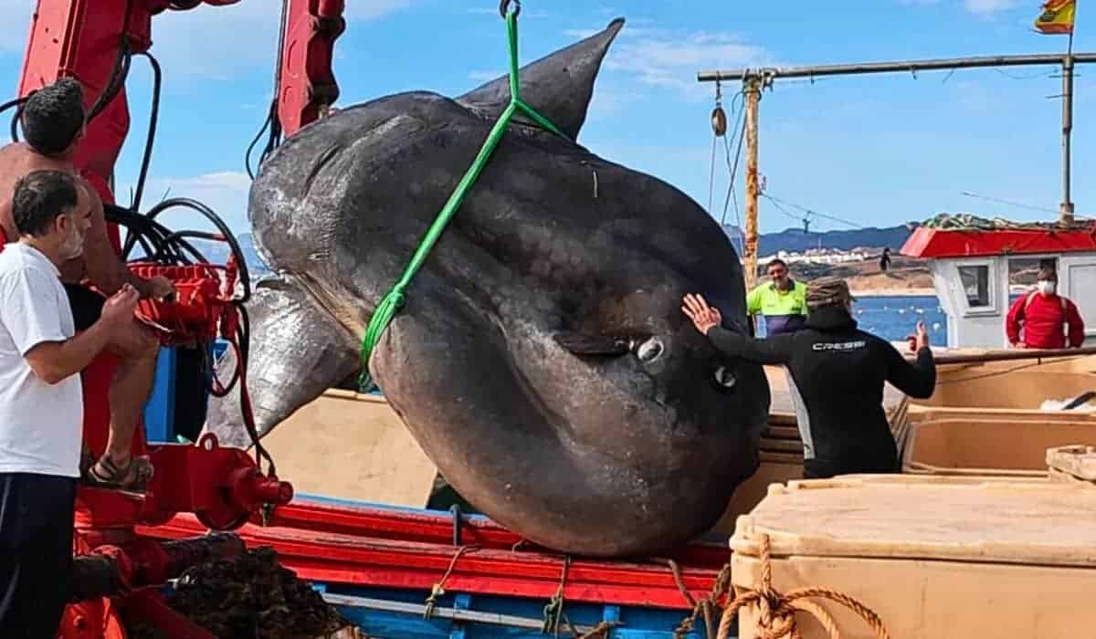 Massive 4000-Pound Fish Discovered Off Spanish Coast | Flipboard