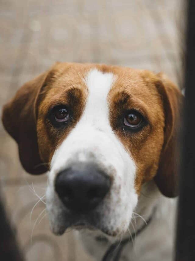 Dealing With Mange In Dogs: Causes, Symptoms, and Treatments | Flipboard