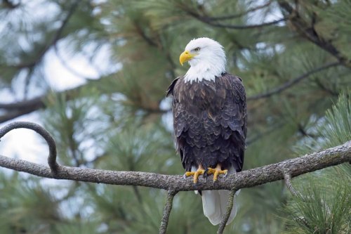 14 Majestic Facts About the American Bald Eagle | Flipboard
