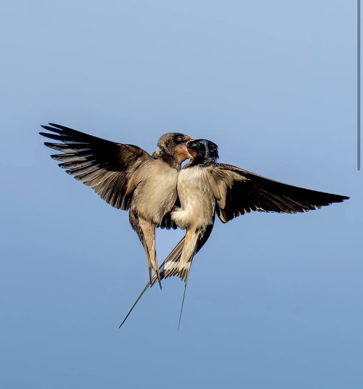 Photographer Captures Amazing Image of Two Birds Sharing an Initmate ...