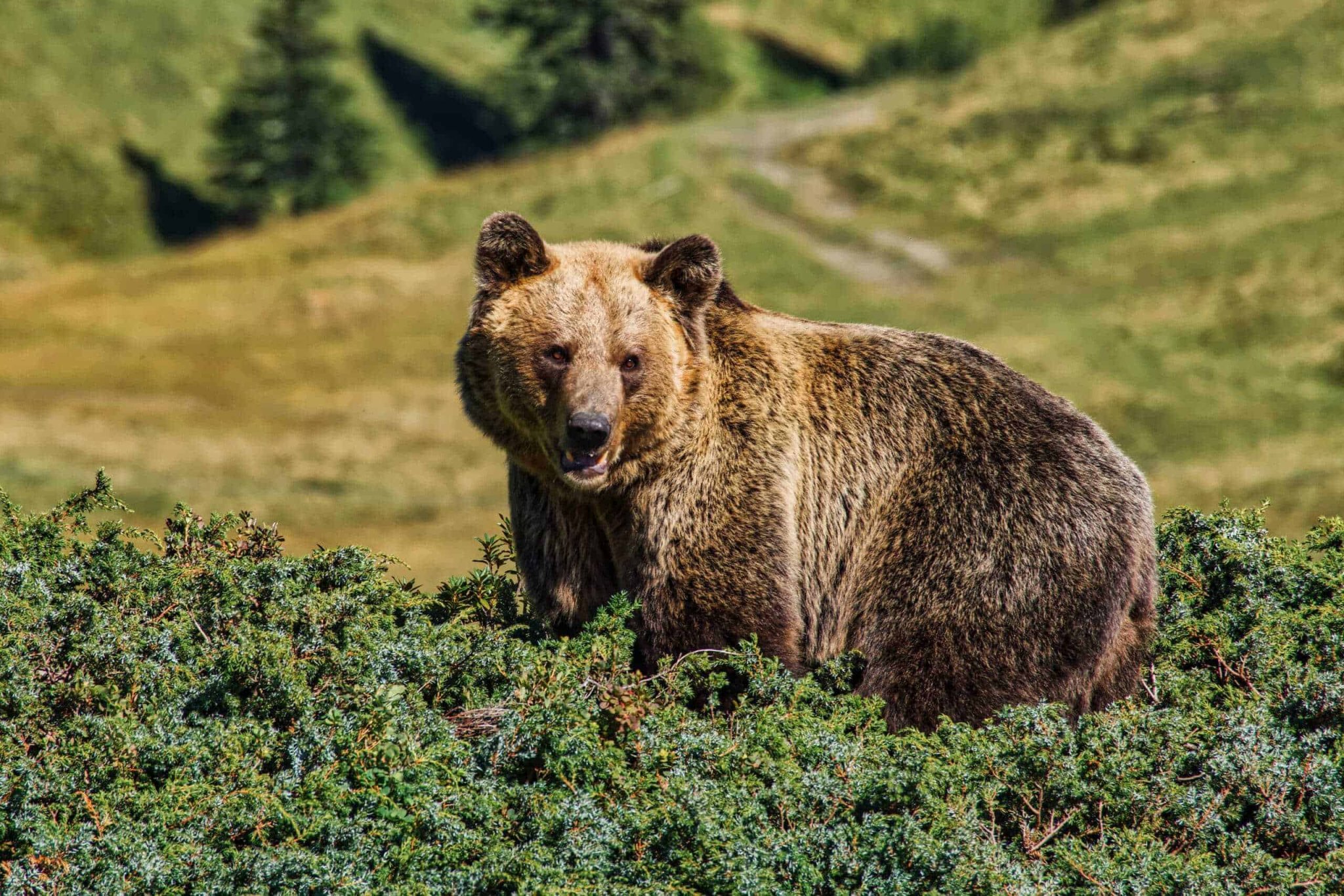 15 Bear Survival Skills You Need to Know | Flipboard
