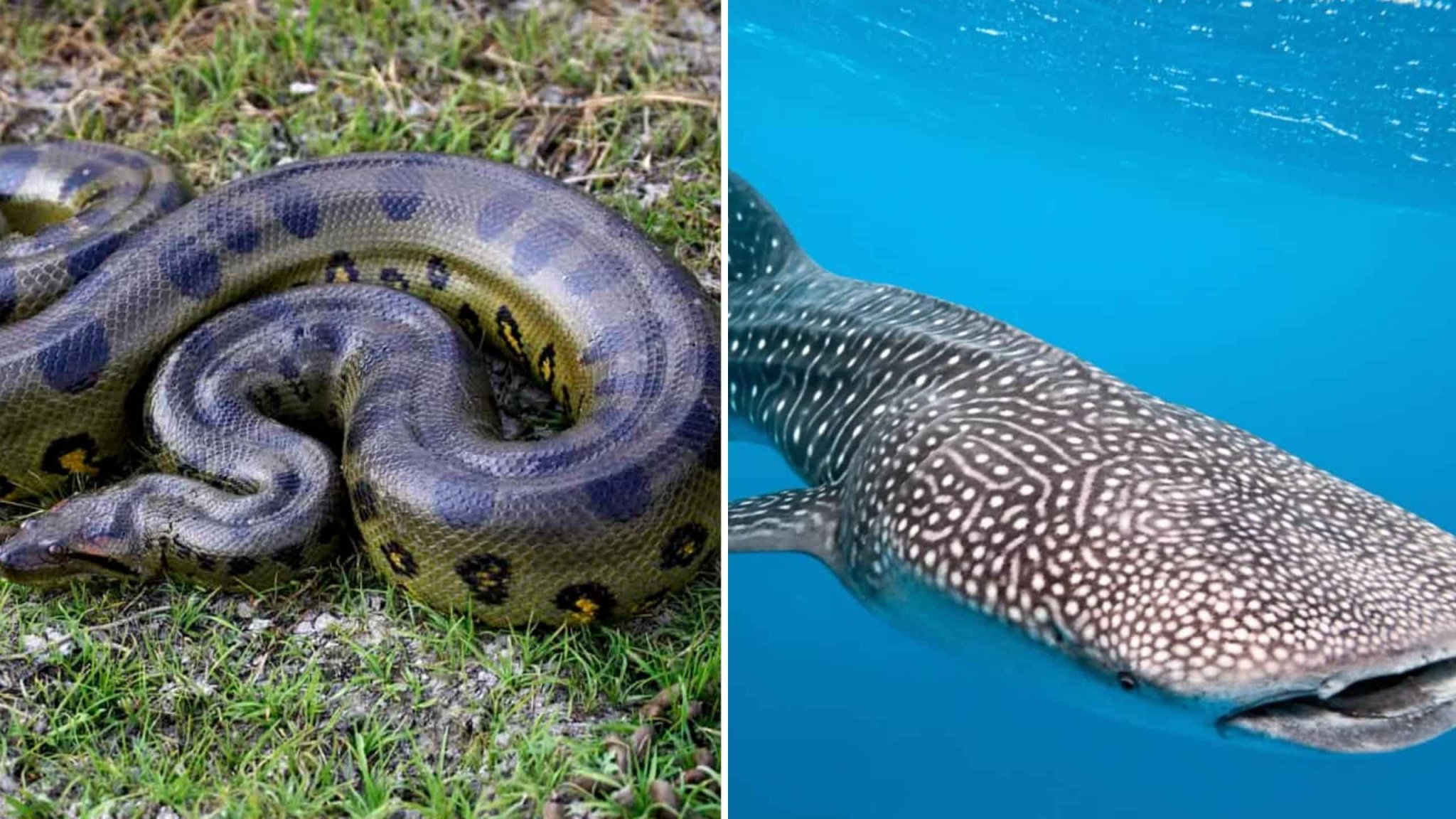World's Largest Animals | Flipboard