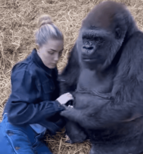 Watch Viral Video of Zookeeper Trapped with Silverback Gorilla | Flipboard