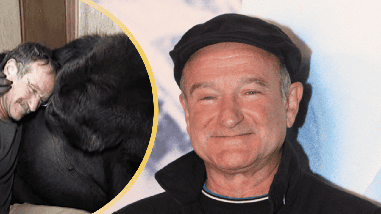 How Robin Williams Brought Laughter to a Gorilla Grieving the Loss of ...
