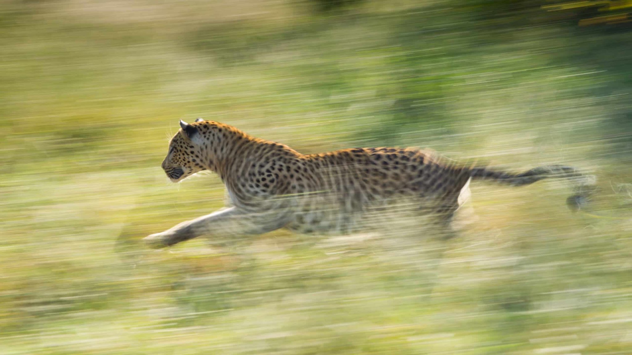 The Five Fastest Animals in The World | Flipboard