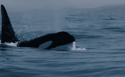 14 Tools Orcas Use to Outsmart Their Prey | Flipboard