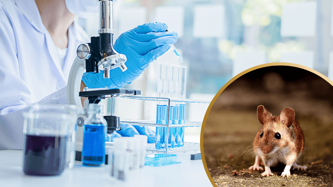 Extraordinary Breakthrough as Scientists Create Live Mouse Using ...