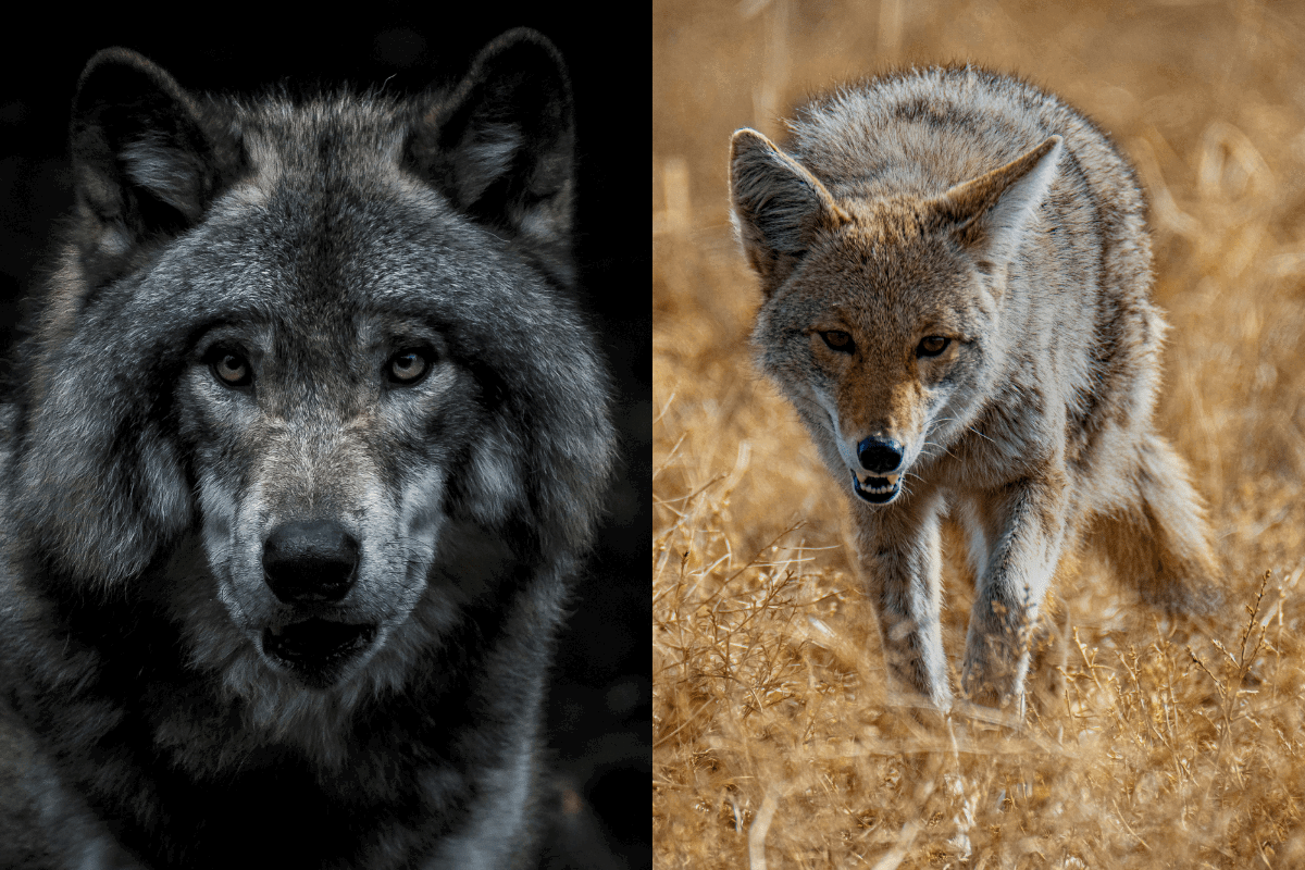 This video clearly illustrates the difference between coyotes and ...