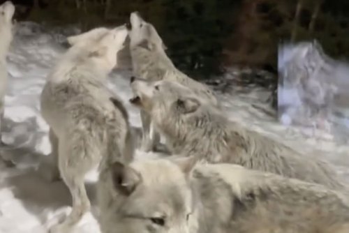 This is what it sounds like when a howling pack of wolves crashes a ...