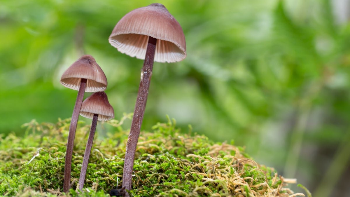 Two Hikers Reported Their Friend Dead. It Turned Out They Were Just on Mushrooms. | Flipboard