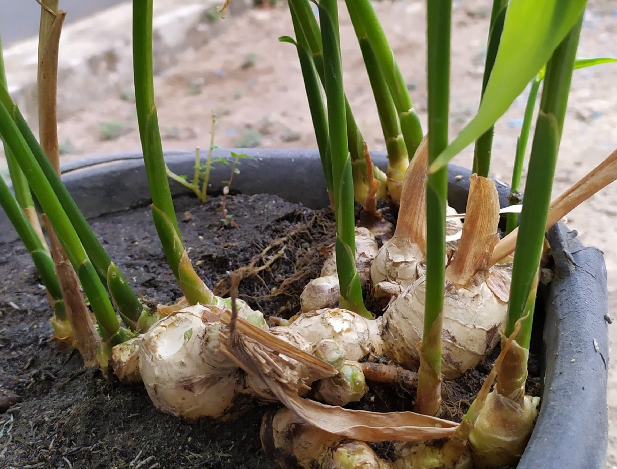 HOW TO GROW GINGER IN A POT | Flipboard