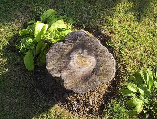How to Use Epsom Salt to Kill a Tree Stump | Flipboard