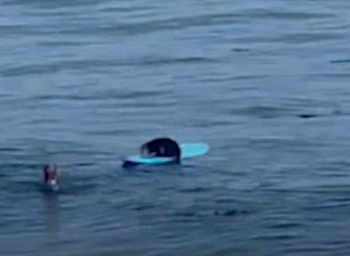 Video Shows Pregnant Sea Otter Stealing Surfboard And Growling At The