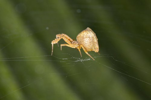 World’s first gene-edited spider produces red fluorescent silk | Flipboard