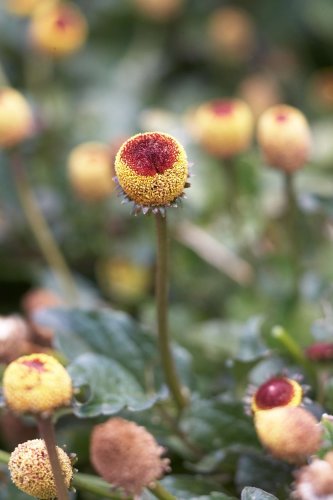 How To Plant Grow And Care For A Toothache Plant Flipboard how-to-plant-grow-and-care-for-a-toothache-plant-flipboard