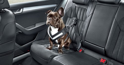 TV vet Dr Scott Miller's tips to keep your dog safe and happy in your ... TV vet Dr Scott Miller's tips to keep your dog safe and happy in your ...