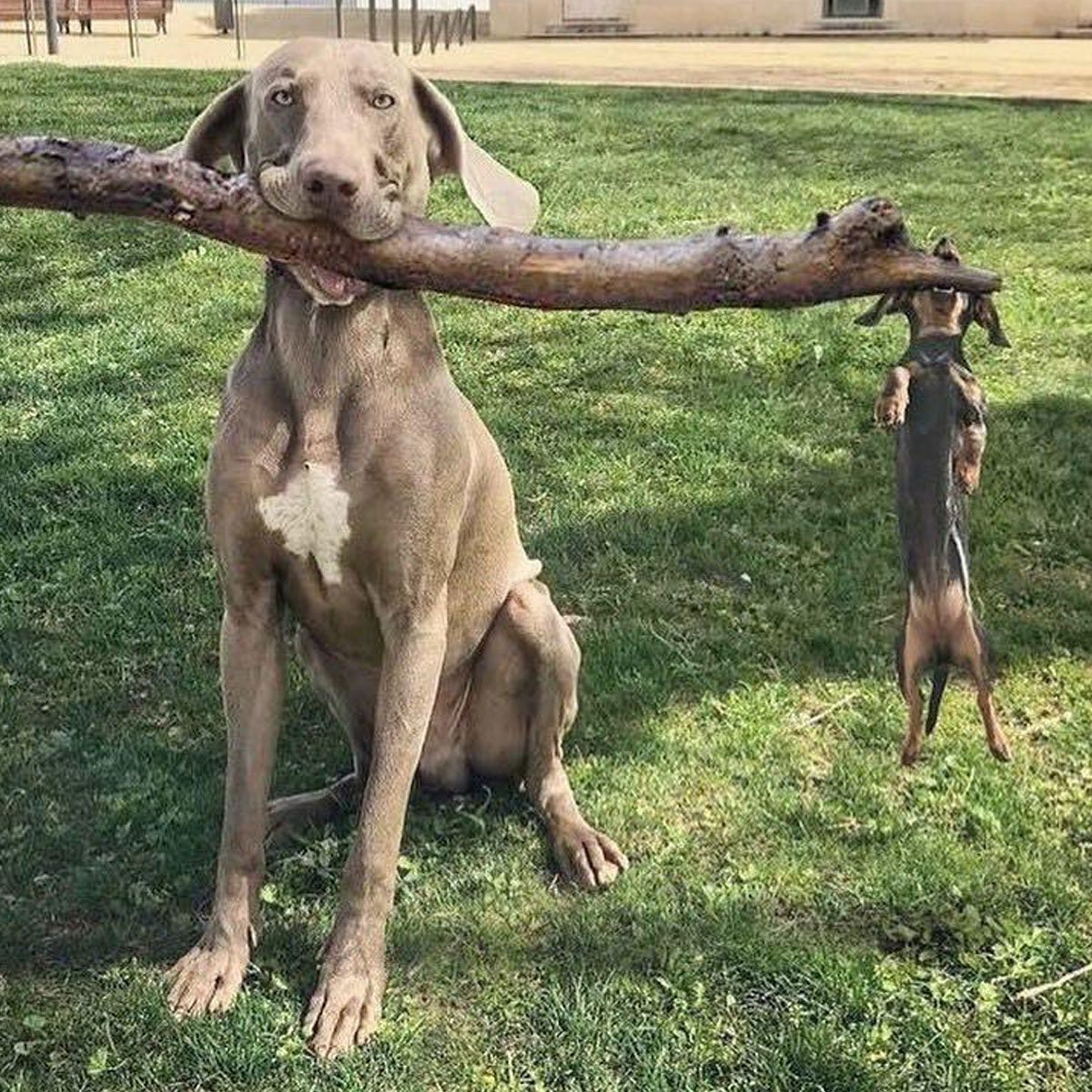 124 Hilarious Animals Who Lost The Plot And Went Into “Goblin Mode” (New Pics) | Flipboard