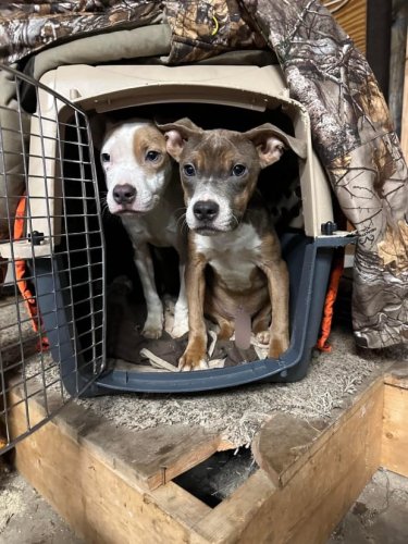 Abandoned puppies saved by a Good Samaritan, an animal rescue, and a ...