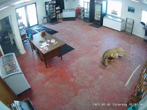 Katelyn Armstrong dubbed 'monster' for hunting over 200 deer says ...