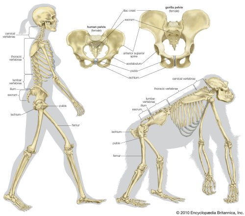 Comparative Anatomy Definition Examples Facts Flipboard Comparative Anatomy Definition Examples Facts Flipboard