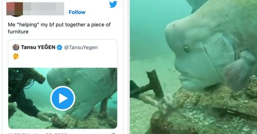 Super Nosy Fish Goes Massively Viral | Flipboard