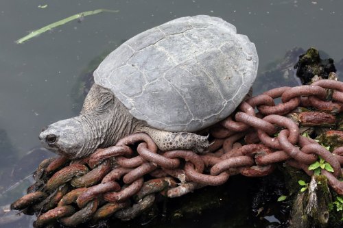 Chonkosaurus, famed massive snapping turtle, rises again from Chicago ...