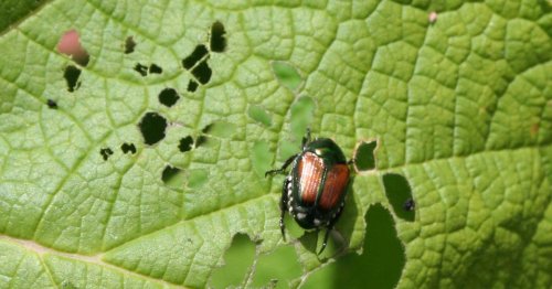 Tips for treating destructive Japanese beetles | Flipboard
