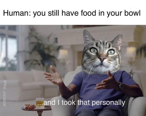 Cat Memes to Enjoy With or Without Feline Company | Flipboard Cat Memes to Enjoy With or Without Feline Company | Flipboard