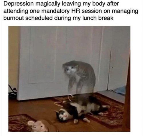 33 Hilarious Cat Memes For All The Silly Little Goobers Experiencing ...