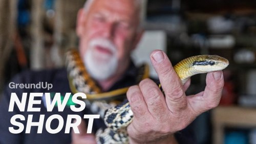 WATCH: Snake handler caught twice as many snakes this season. Here’s ...