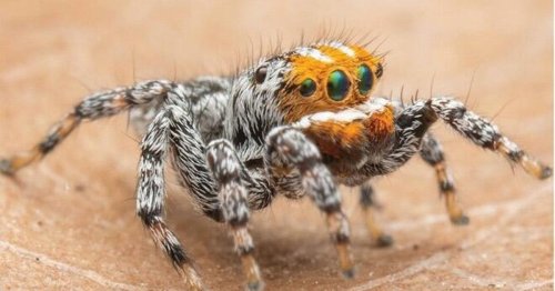 Finding Nemo, the spider: Meet the arachnid that looks like the Pixar ...