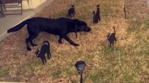 'I think your dog is broken': Labrador's reaction goes viral | Flipboard 'I think your dog is broken': Labrador's reaction goes viral | Flipboard