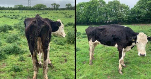 Cruel farmer had gaunt cows and left animal carcasses in St Tudy fields ...