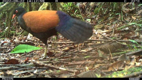 Rare Papua New Guinean bird, thought to be extinct for 140 years ...