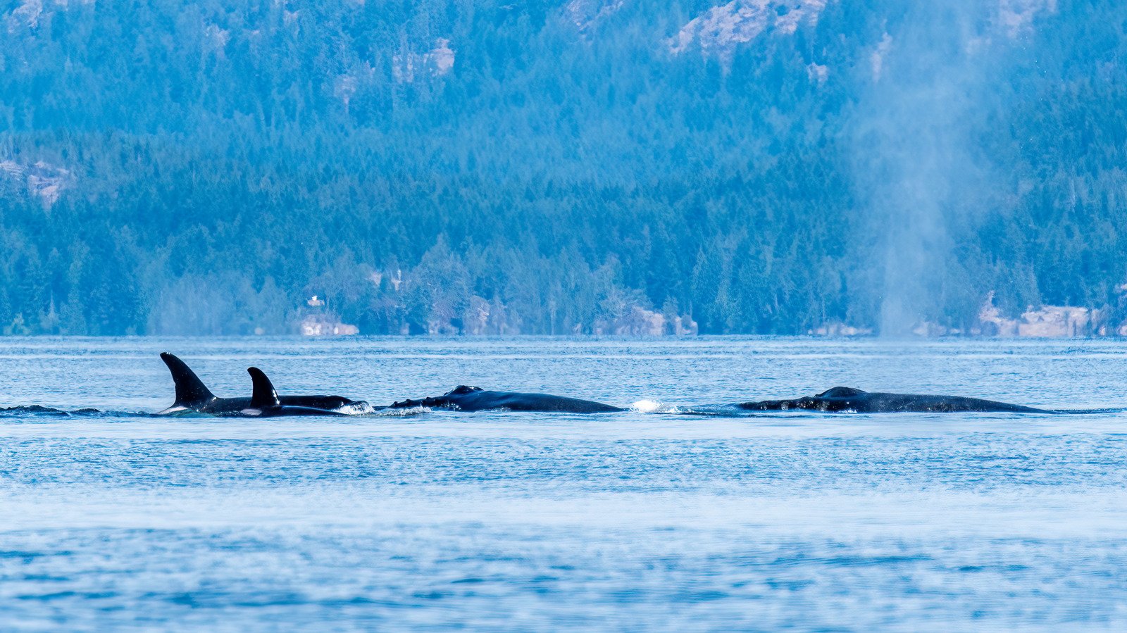 1 Of The Ocean's Most Terrifying Predators Is A Menace Even To Sharks ...