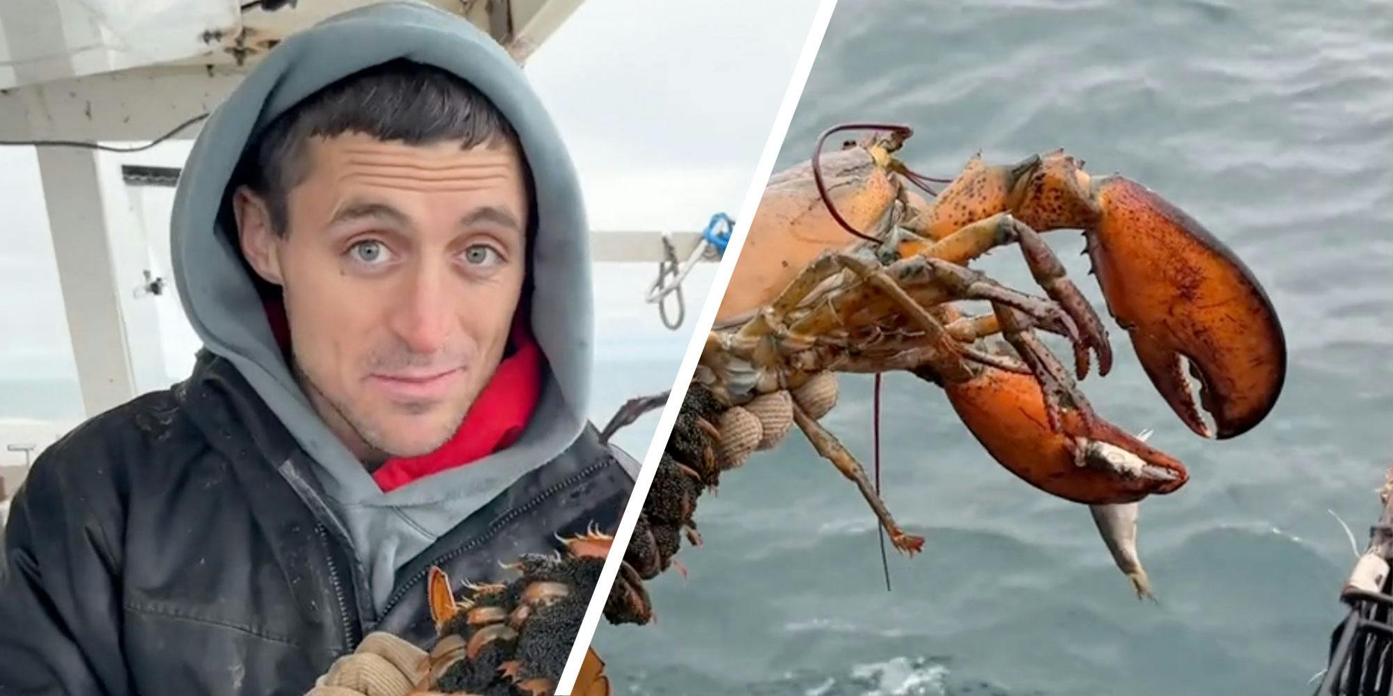 Experts Reveal The Real Reason Some Lobsters Have a V-Shape on Their ...