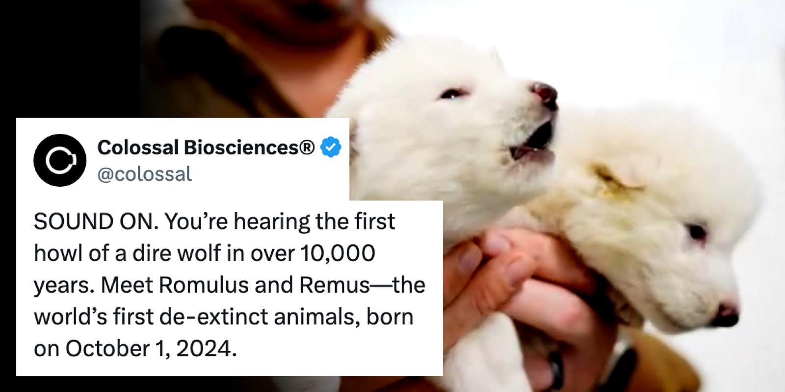Viral News Claims Dire Wolves Are Back From Extinction—But Scientists ...