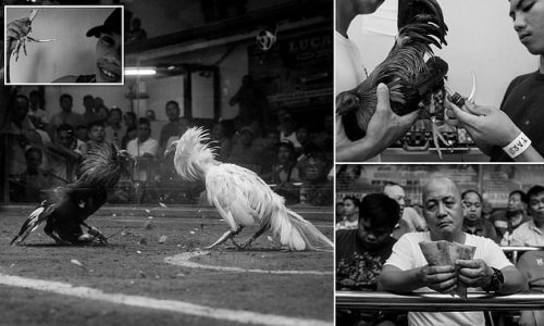 Inside the bloodthirsty world of cockfighting: Roosters fitted with ...