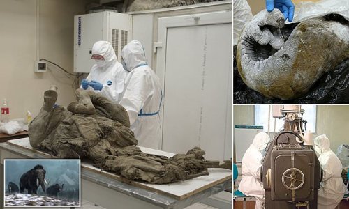 Could a zombie virus frozen in the remains of a woolly mammoth leak ...