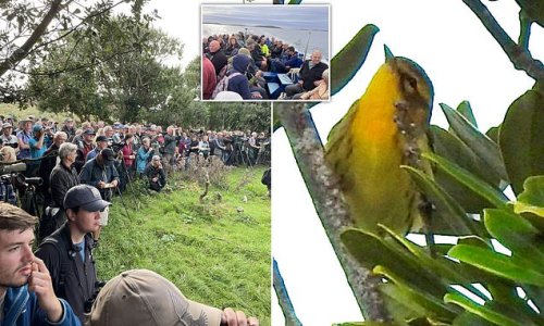 Is That a Bird Smoking? Video of Bird Emitting Smoke From Its Mouth ...