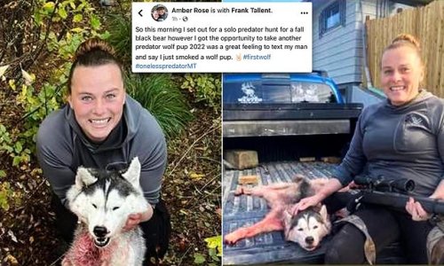 Montana Woman Brags About Slaughtering Husky She Thought Was a Wolf ...
