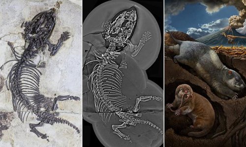 Two new species of mammal-like, burrowing animals are discovered that ...